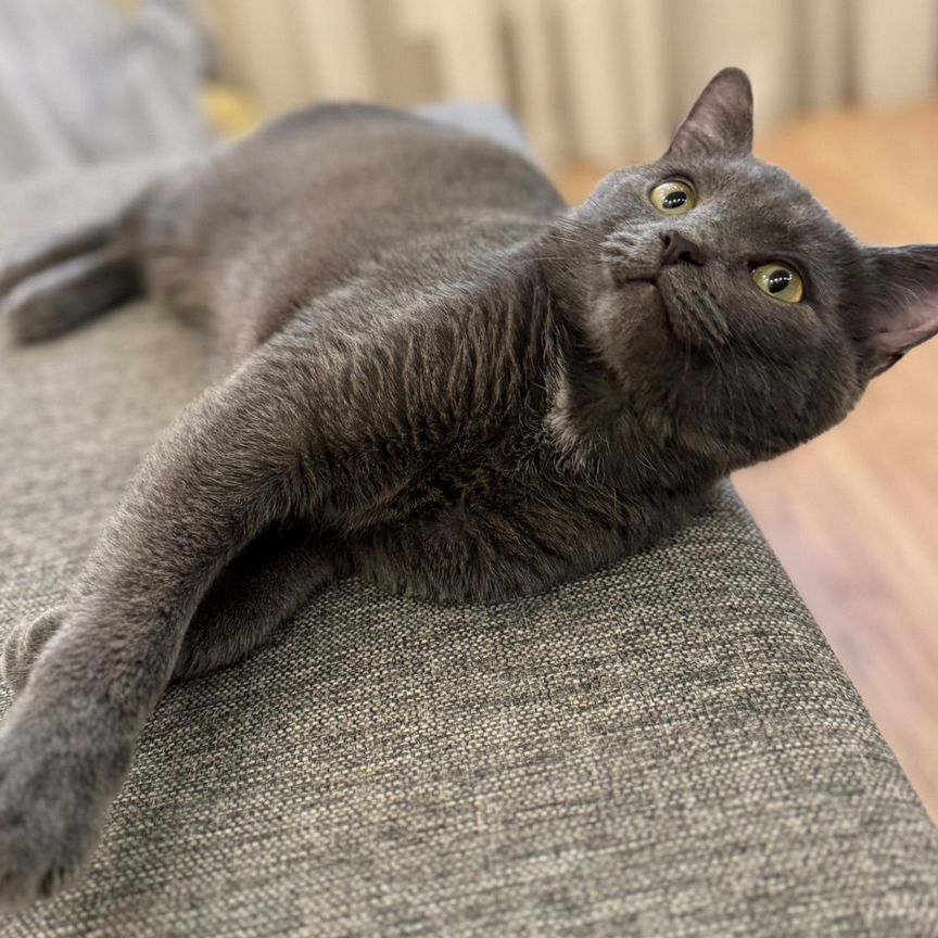 Нежный котик Сема ищет родную душу