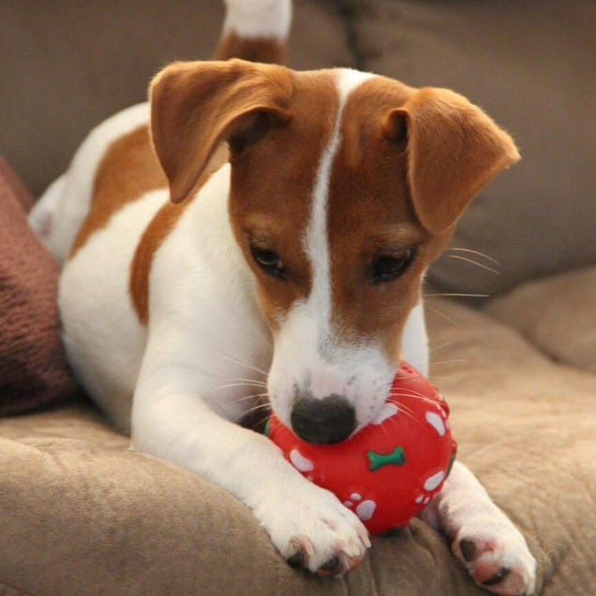 Продам щенка Джек Рассела