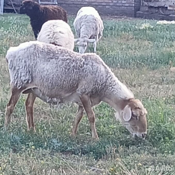 Продаю овечек