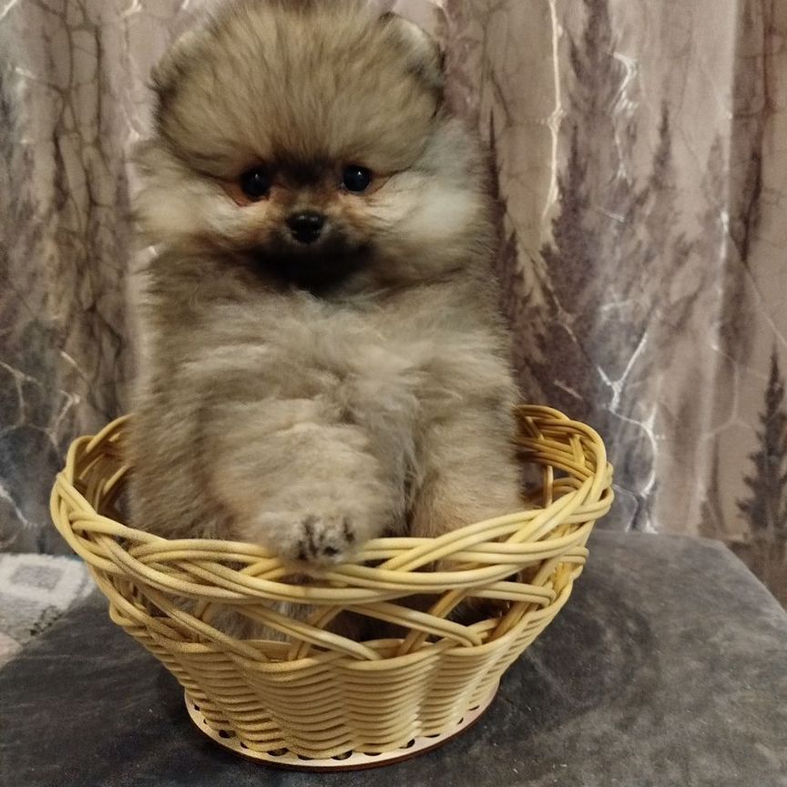 Померанский шпиц, щенок