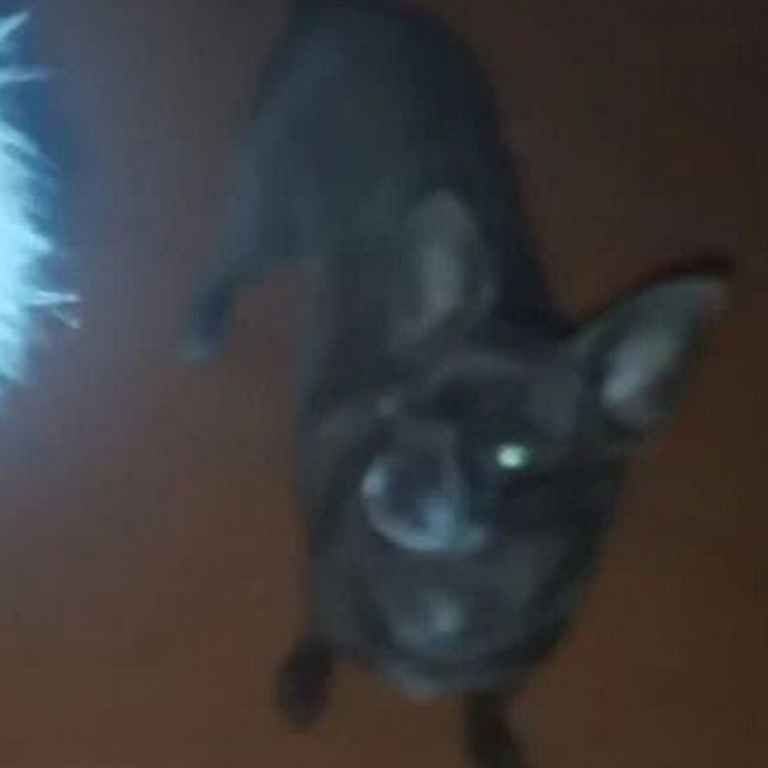 Чихуахуа, взрослая собака