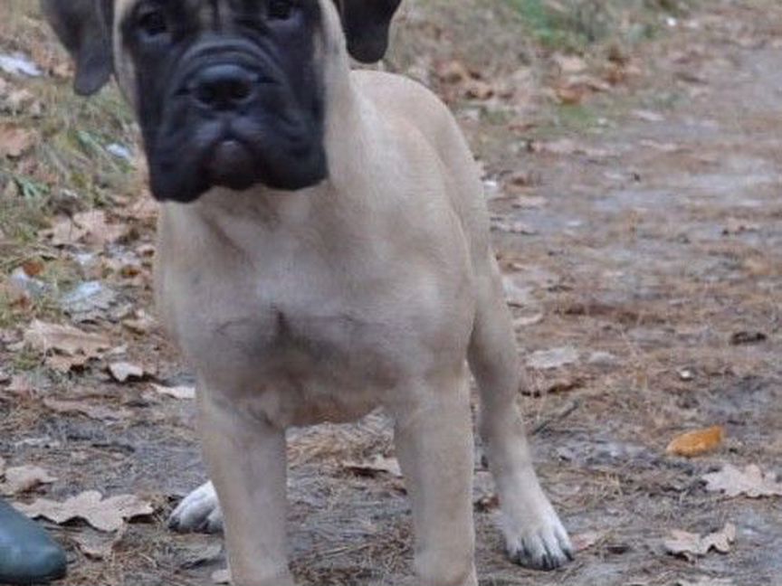 Бульмастиф