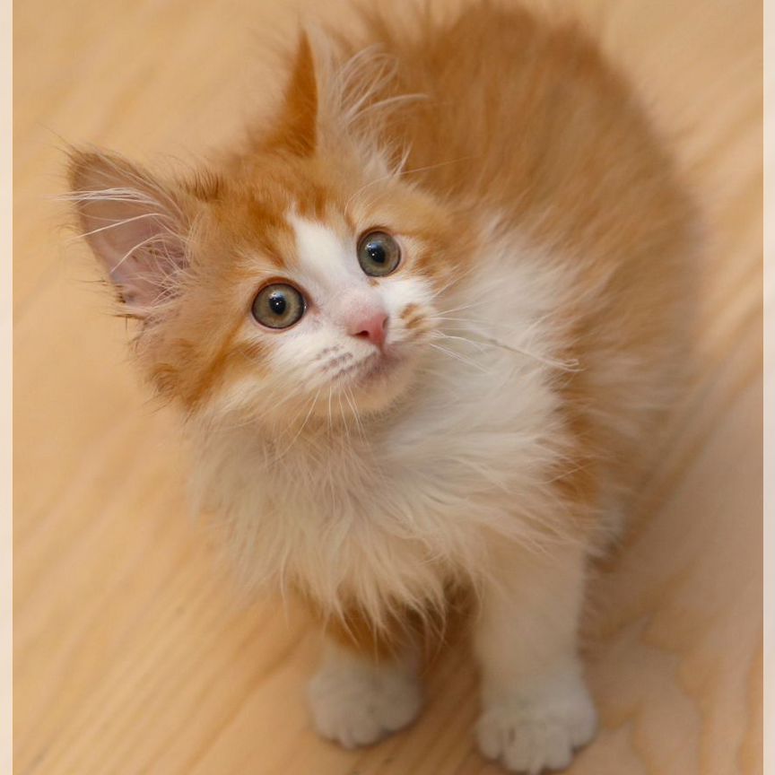 Котёнок в добрые руки