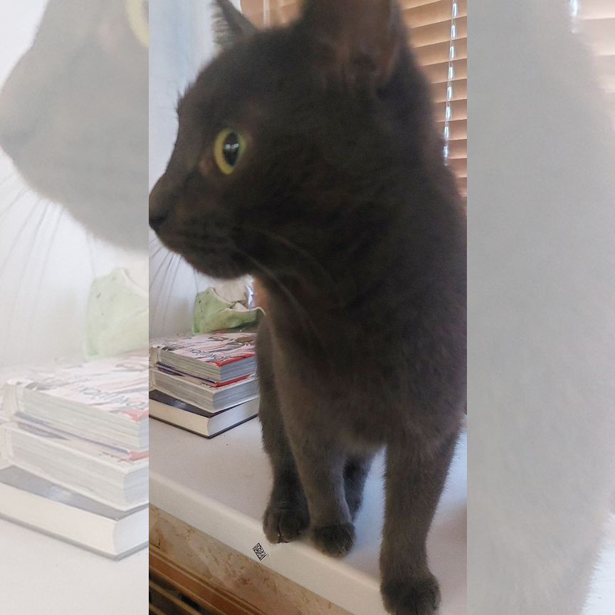 Русский голубой котёнок