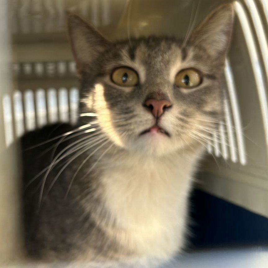 Кошечке после стерилизации грозит улица