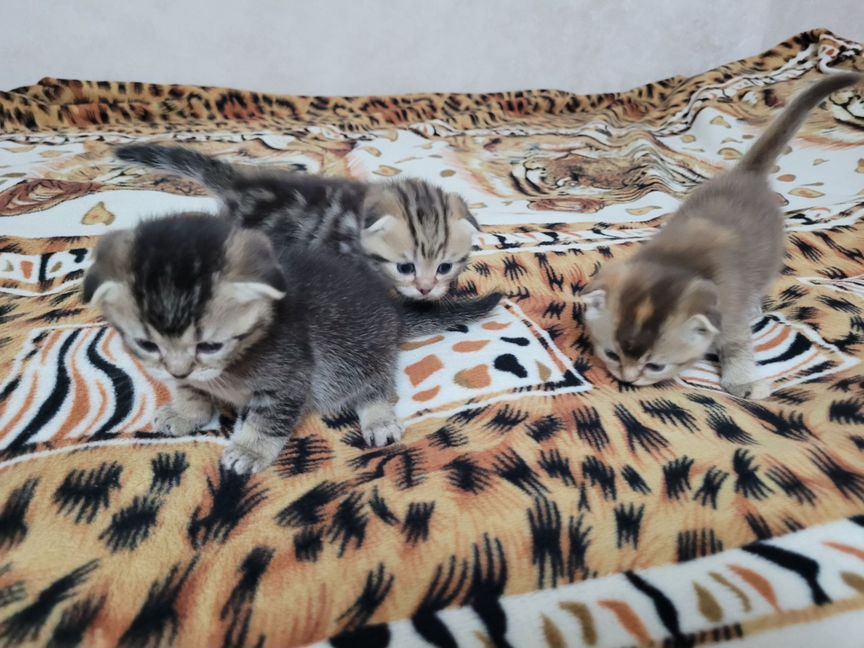 Шотландские вислоухие котята
