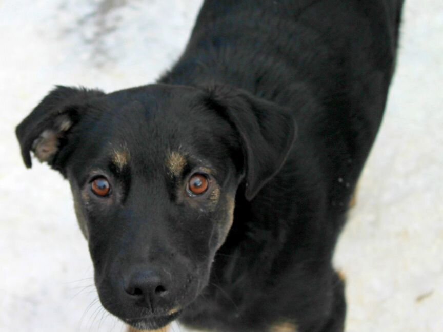 Собака Уголек 6 мес