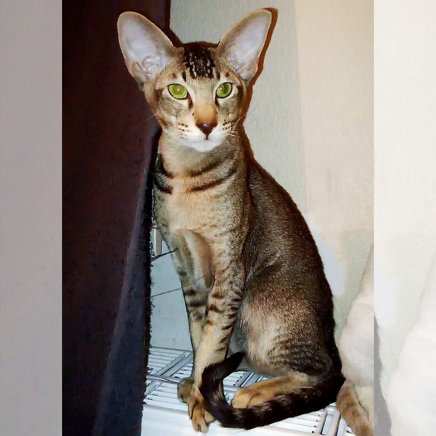 Ориентальный котёнок