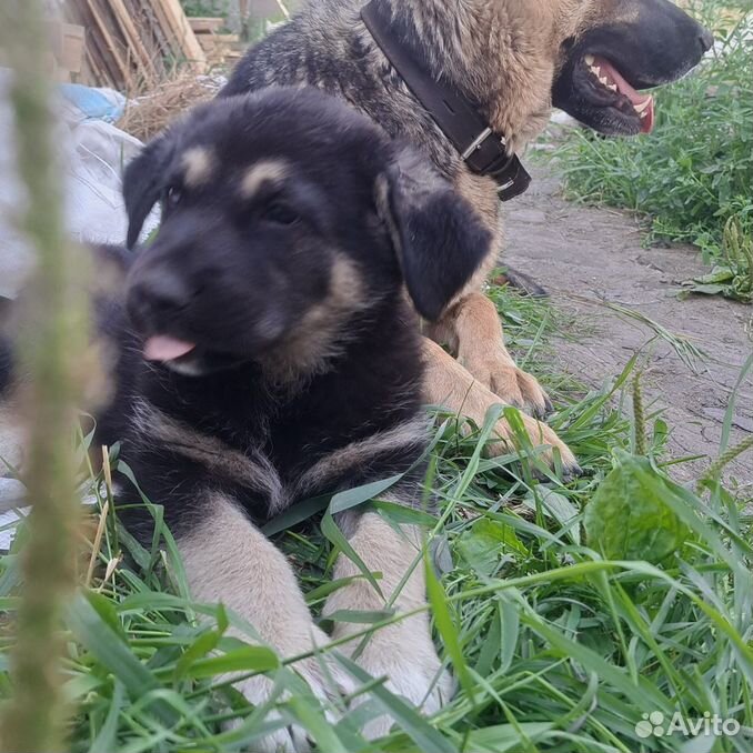 Собака восточно-европейская овчарка