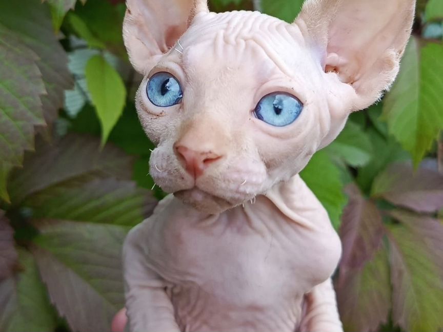 Канадский сфинкс голубоглазый, велюр