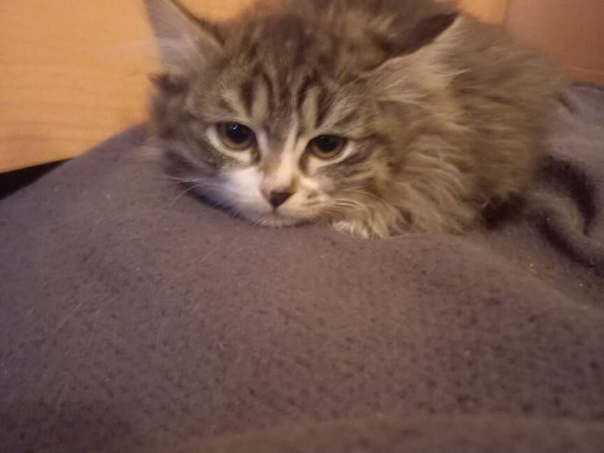 Котята в добрые руки. Мальчик и девочка