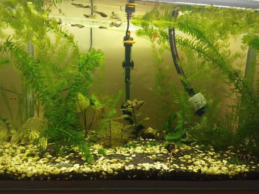 Трава для аквариума