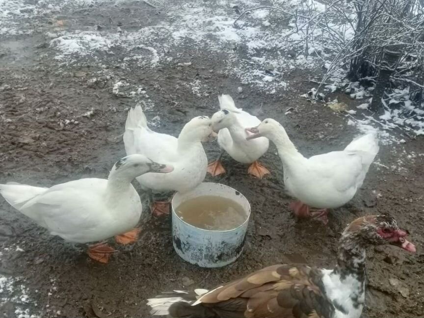 Мясо утки мулард