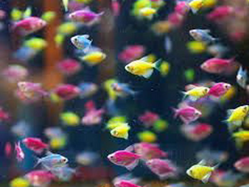 Аквариумные рыбки Тернеция Mix colors