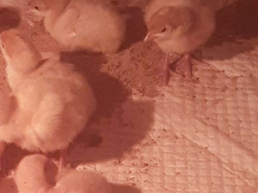 Биг-6, хайбрид Конвектор