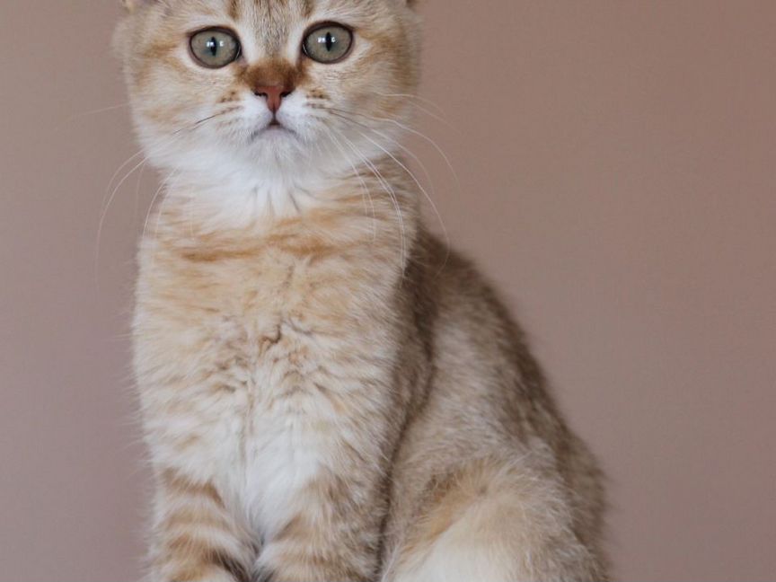 Кошка шоколад