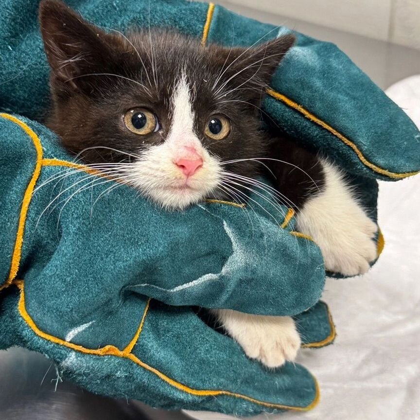 Котёнок в добрые руки