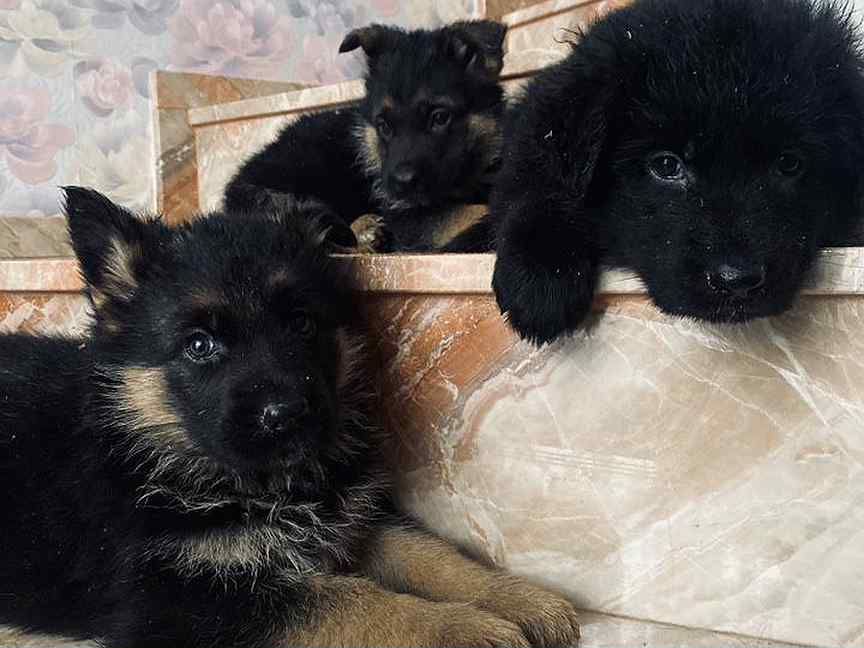 Щенки чистокровных немецких овчарок разного окраса