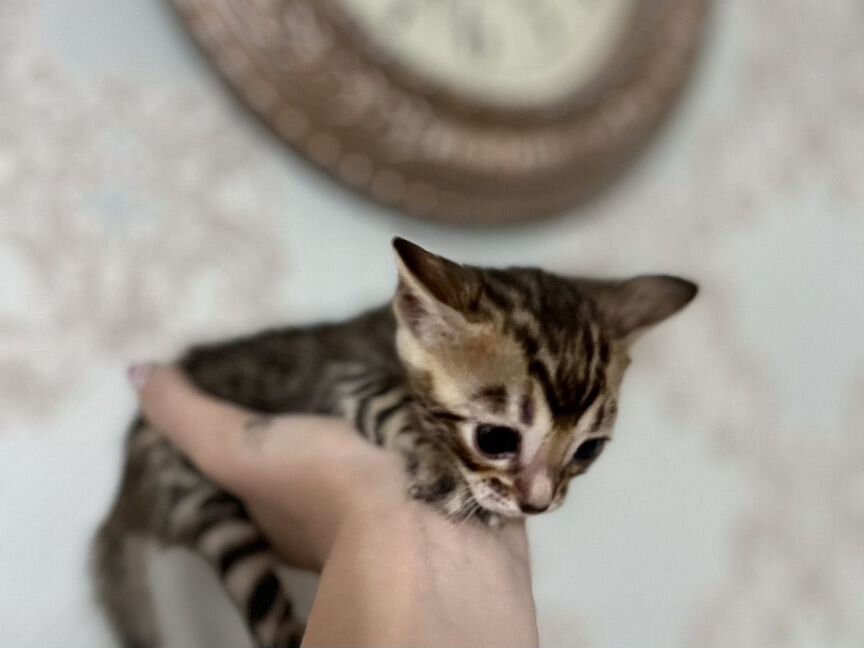 Бенгальские котята