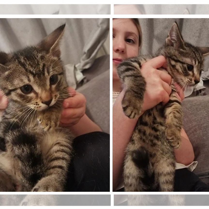 Котёнок в добрые руки