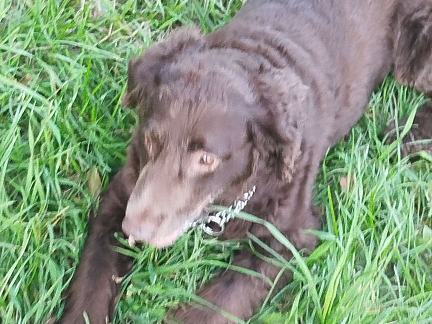 Собака в добрые руки