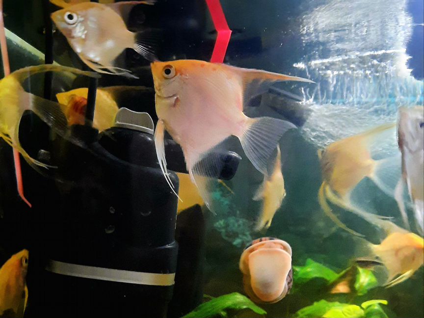 Скалярия золотая