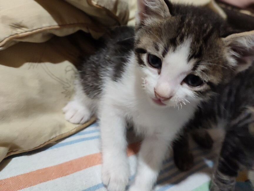 Донской сфинкс котята