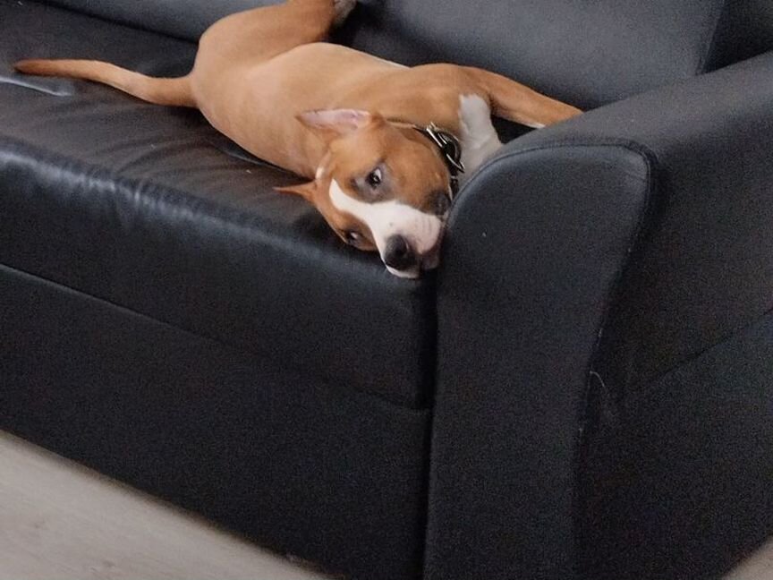 Продам щенка Стаффорда 7 месяцев