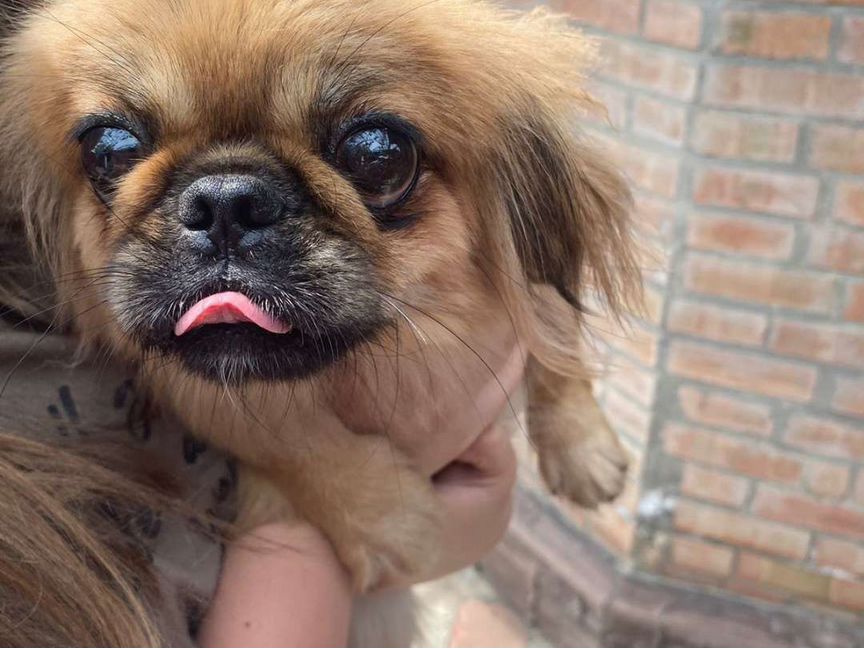 Щенки пекинеса