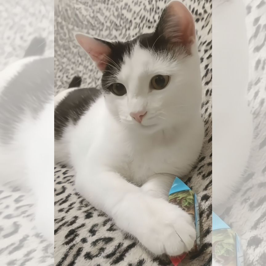 Котёнок в добрые руки