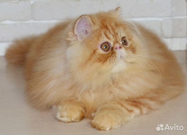 Котик Тузик