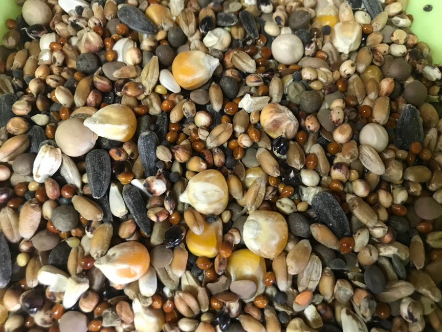 Зерносмесь для голубей Г-1