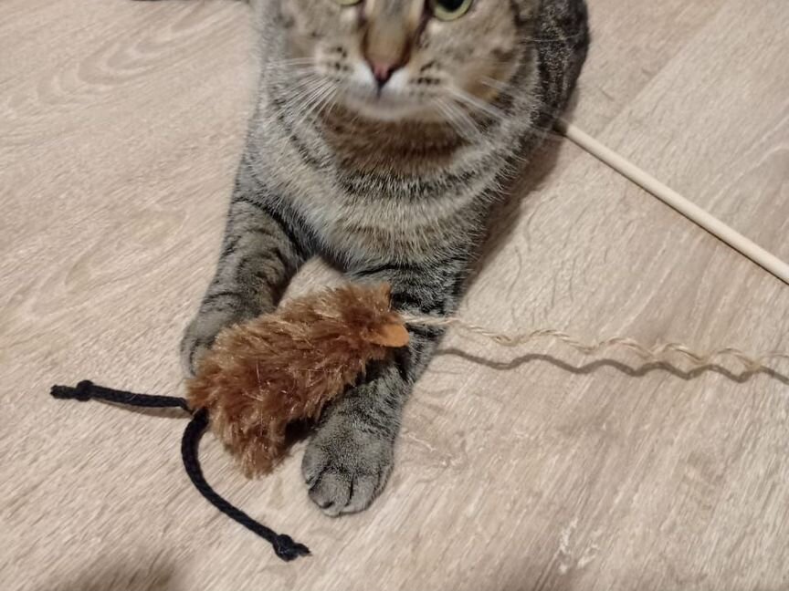 Кошки