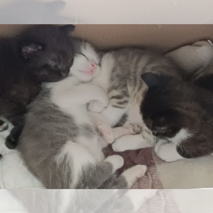 Котята в добрые руки