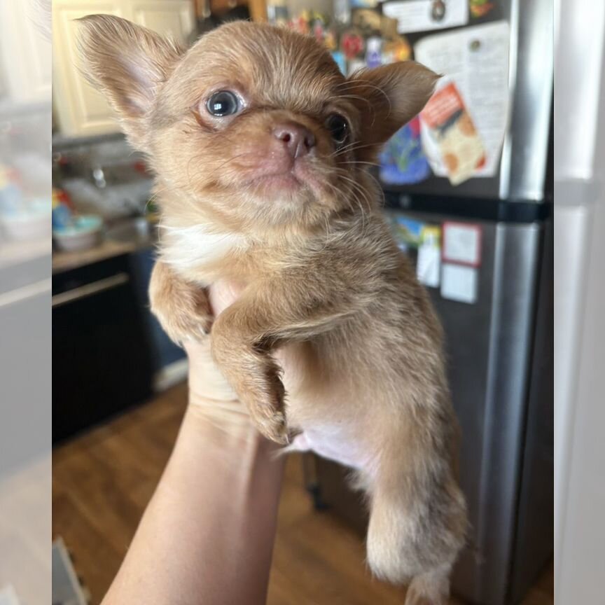 Чихуахуа, щенок