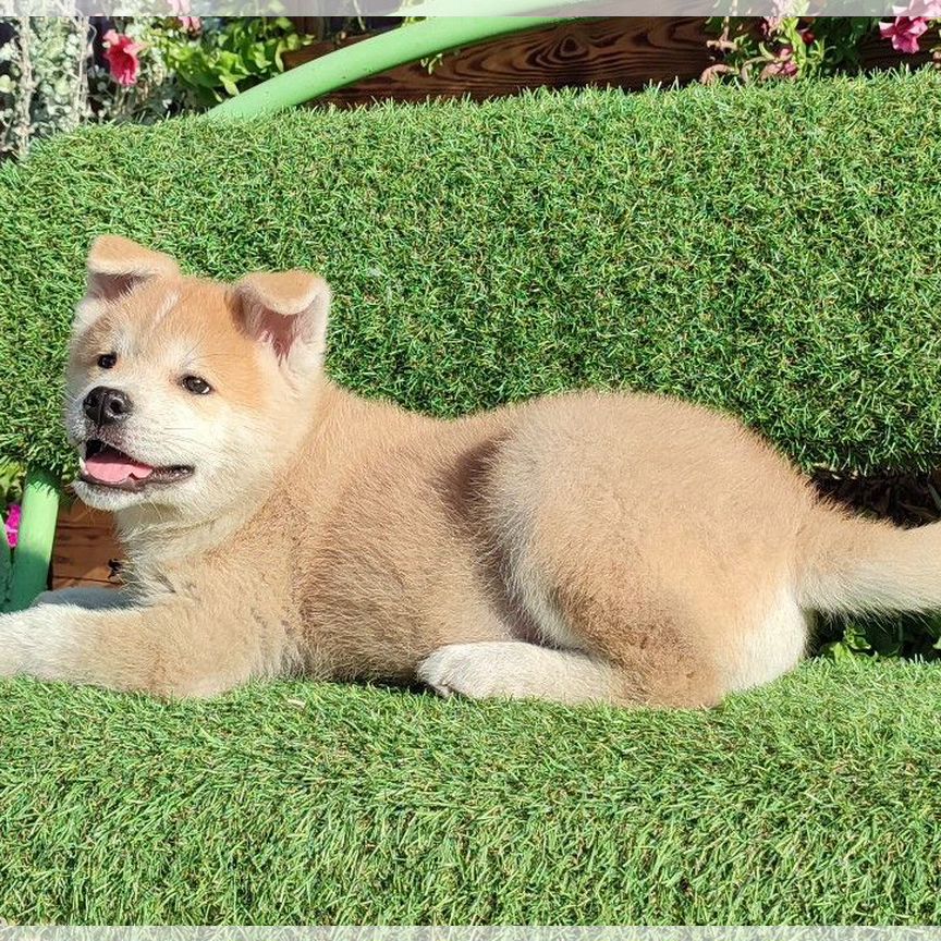 Акита Хатико