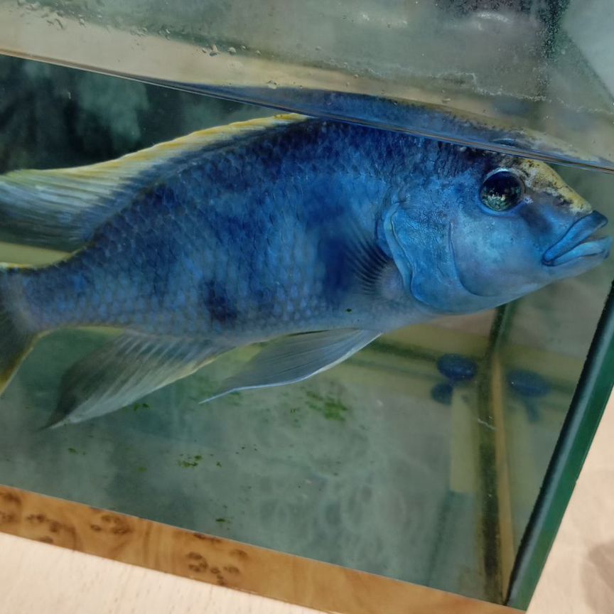 Рыба цихлида