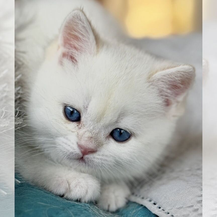 Британский короткошёрстный котёнок