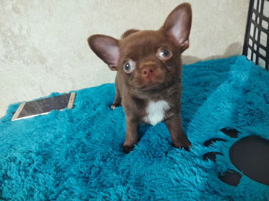 Щенки чихуахуа