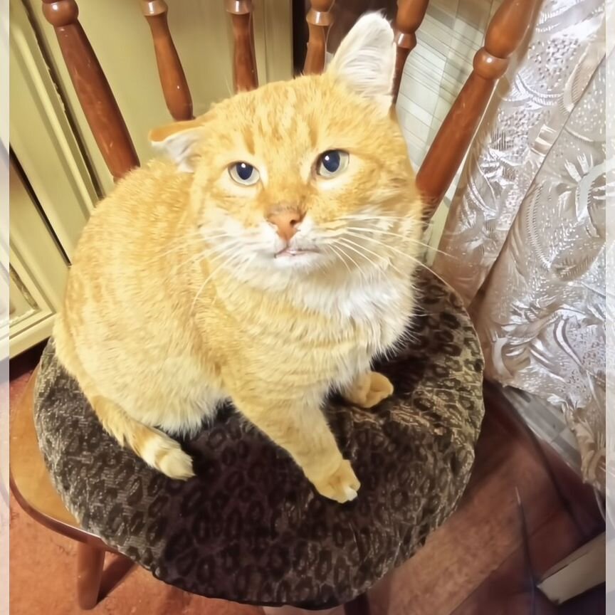 Взрослый кот в добрые руки