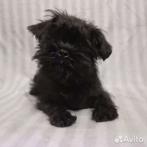 Аффенпичер-маленький домовенок