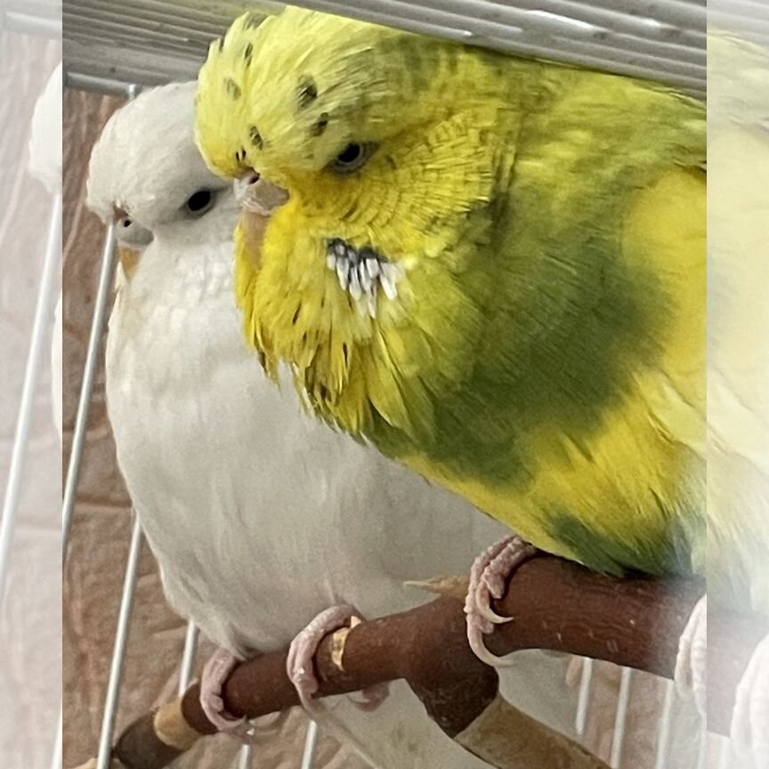 Попугай выставочный волнистый и белые амадины