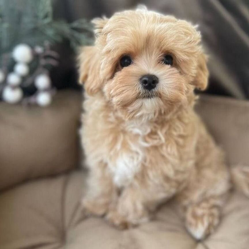 Щенки мальтипу f1