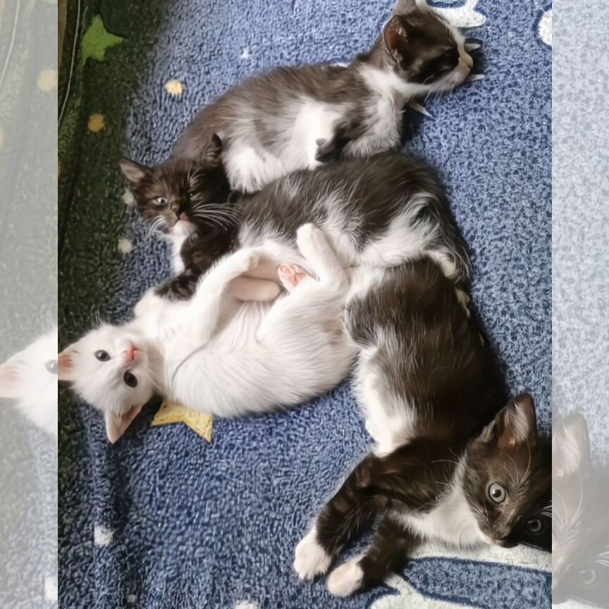 Котёнок в добрые руки