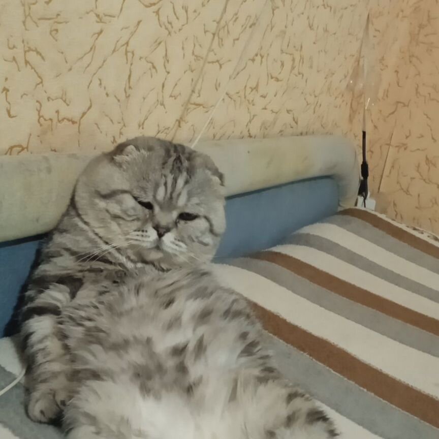 Шотландская вислоухая кот
