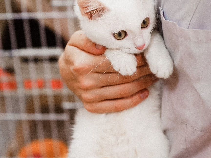 Белоснежные котята в добрые руки