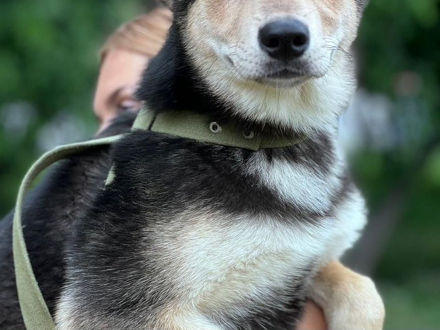 Рома, щенок из приюта. В добрые руки