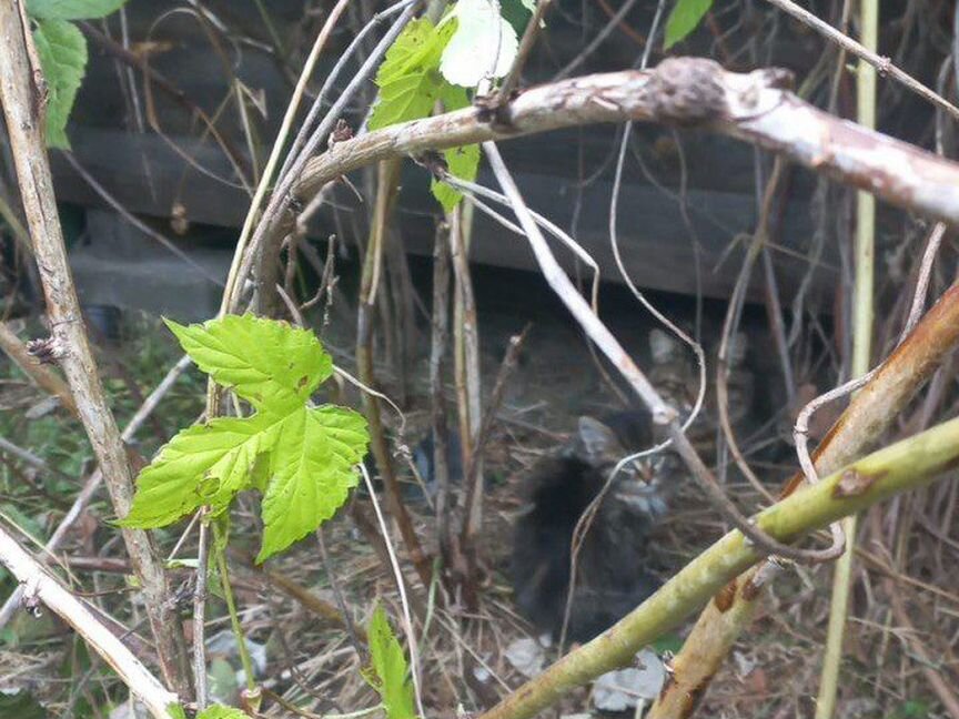 Отдаю 2х котят в добрые руки