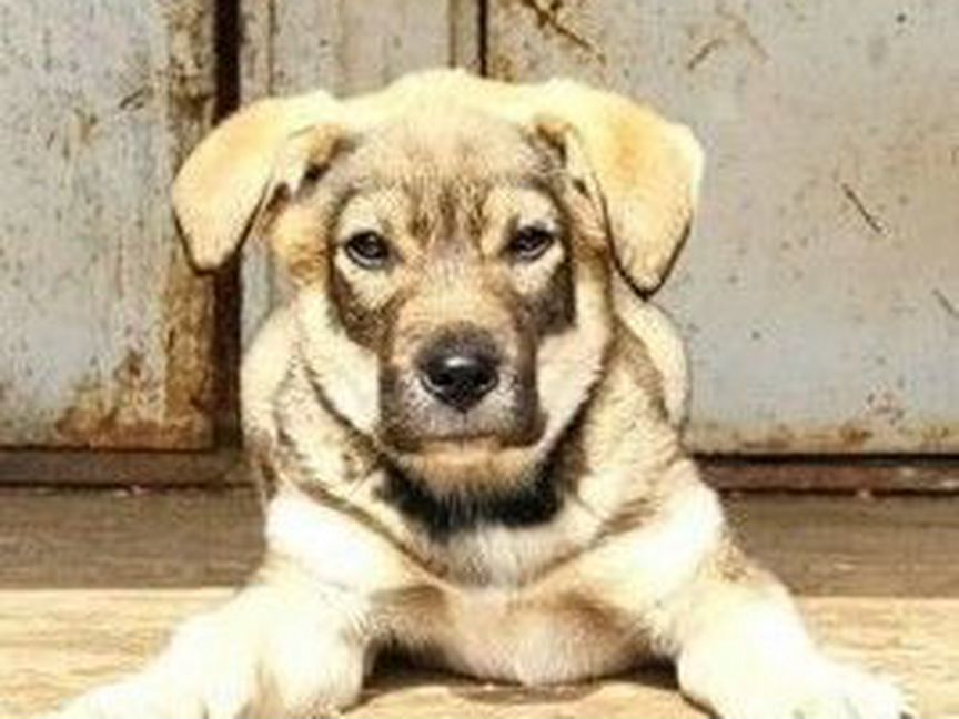 Продажа щенков