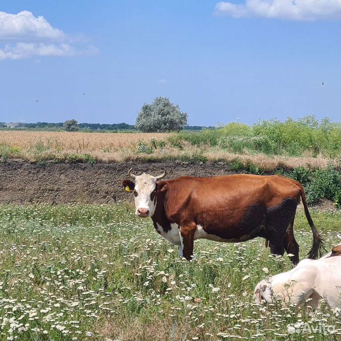 Дойная корова